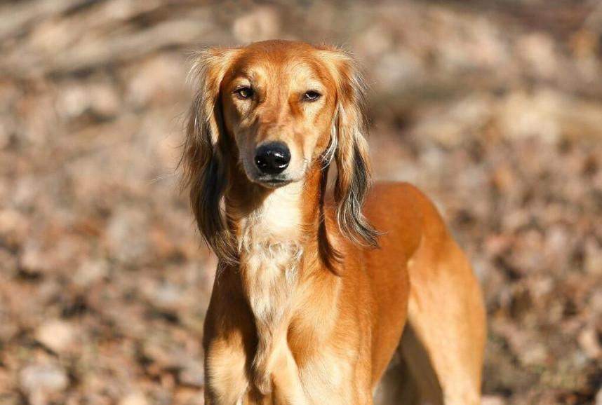 Kazakhstan adopts law on preservation and reproduction of tazy, tobet ...