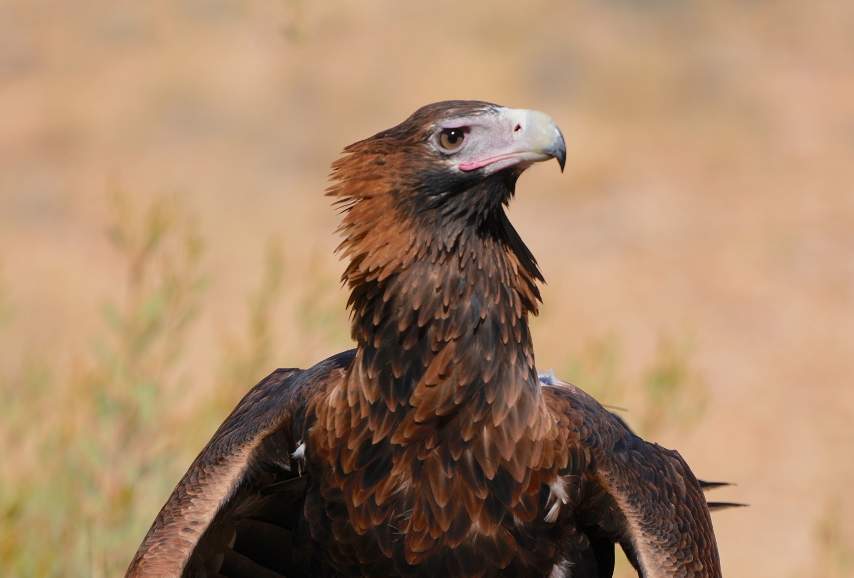 Bones found in South Australia belong to Australia's largest eagle: study