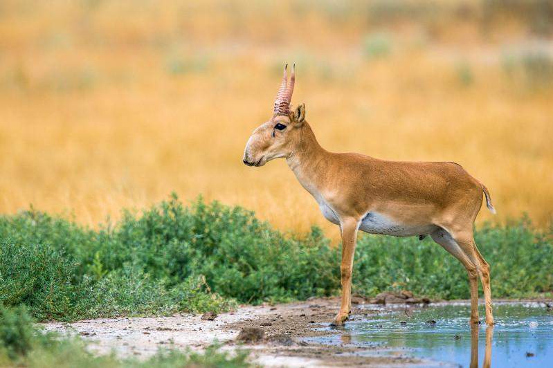 National Security Committee detained poachers for shooting 3 thousand ...