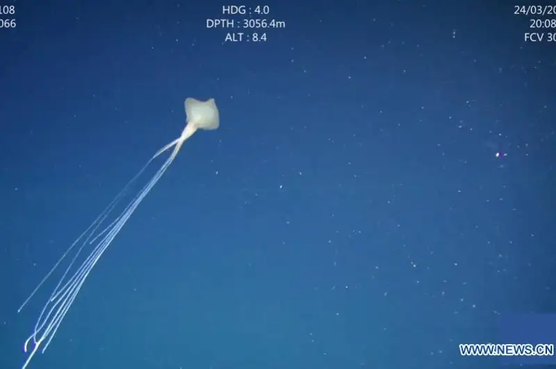 Rare Bigfin Squid sighted in Australian waters for first time