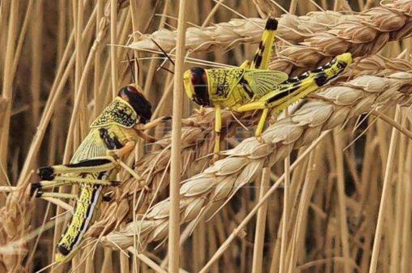 Locust swarms spotted in southern Nepal