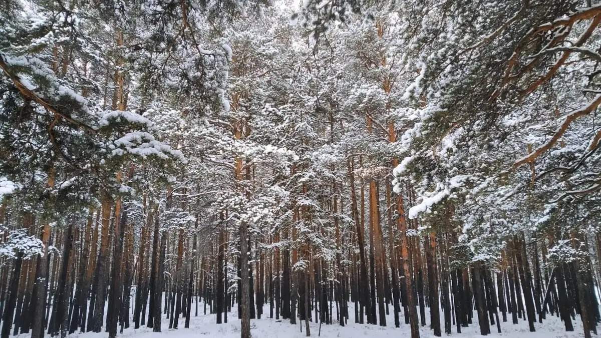 Burabai National Park to plant over 500,000 trees in 2024