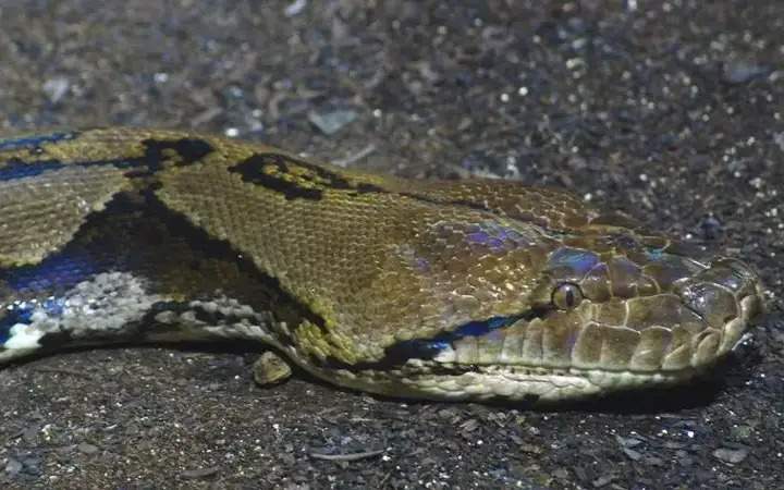 Indonesian woman tragically killed by python