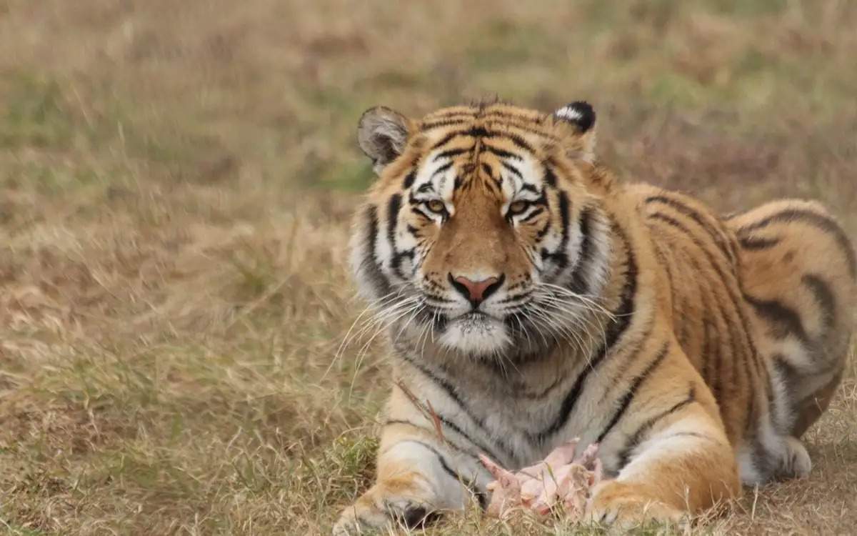 The return of Amur tigers to Kazakhstan: Russia is ready to transfer ...