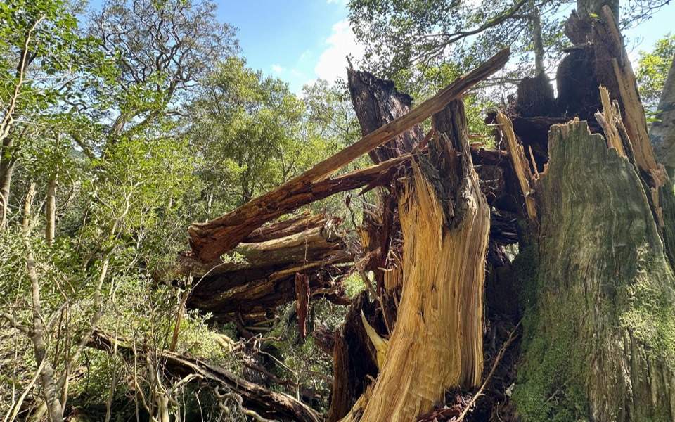 3,000-yr-old cedar toppled on typhoon-hit island in southwest Japan