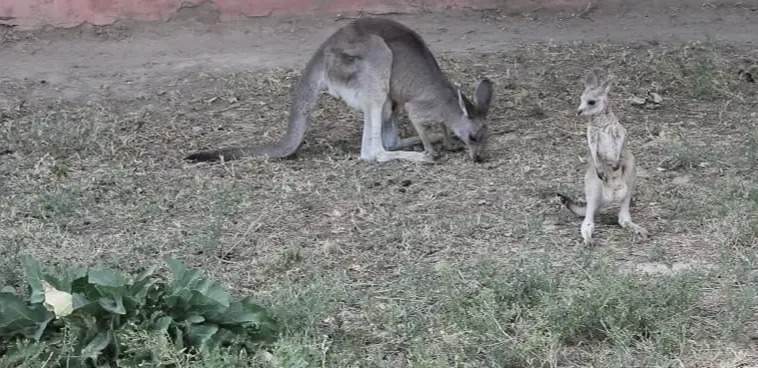 Kangaroo born for the first time in 20 years at Shymkent Zoo