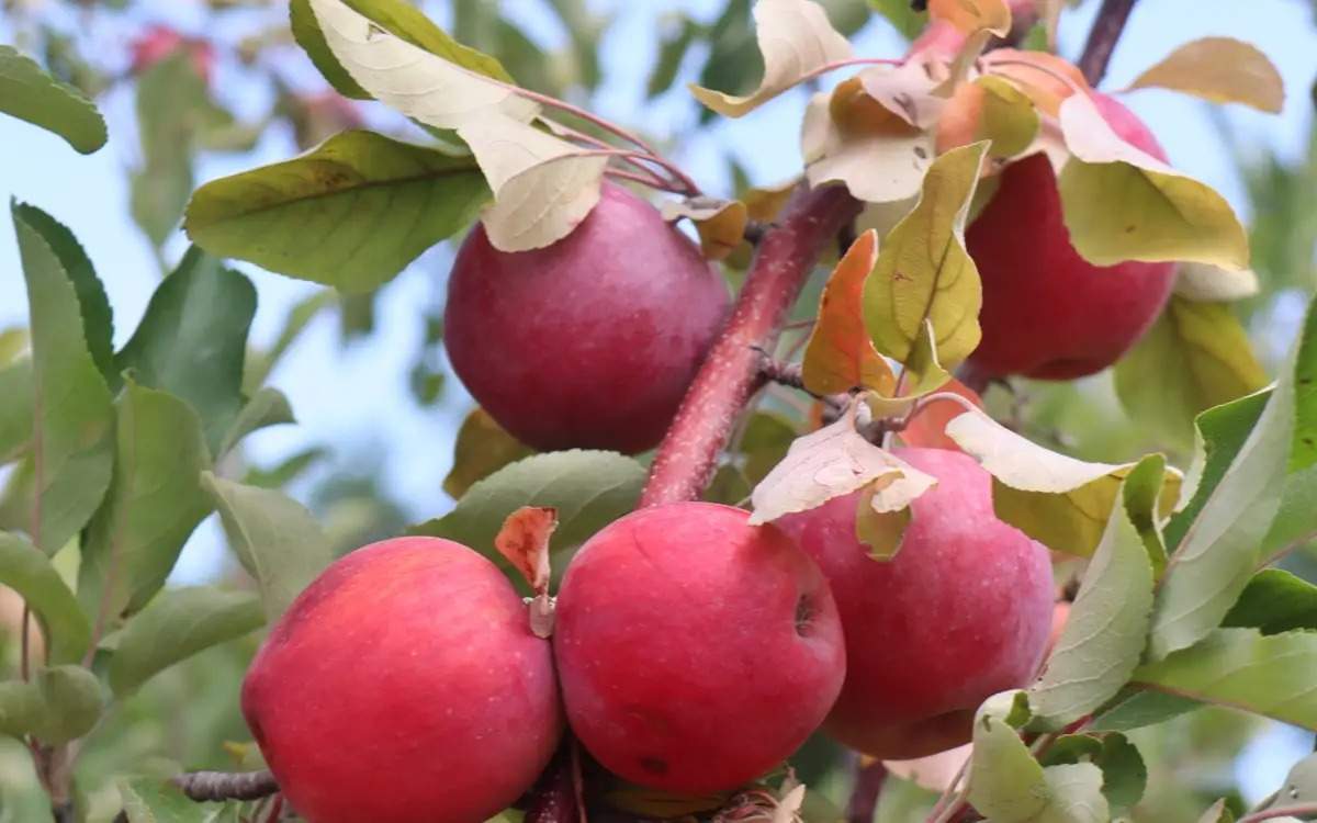 Center for Study and Preservation of Sievers Apple Tree to be set up in ...