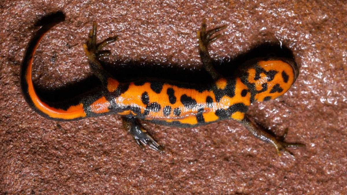 New newt species discovered in national park in E China’s Jiangxi