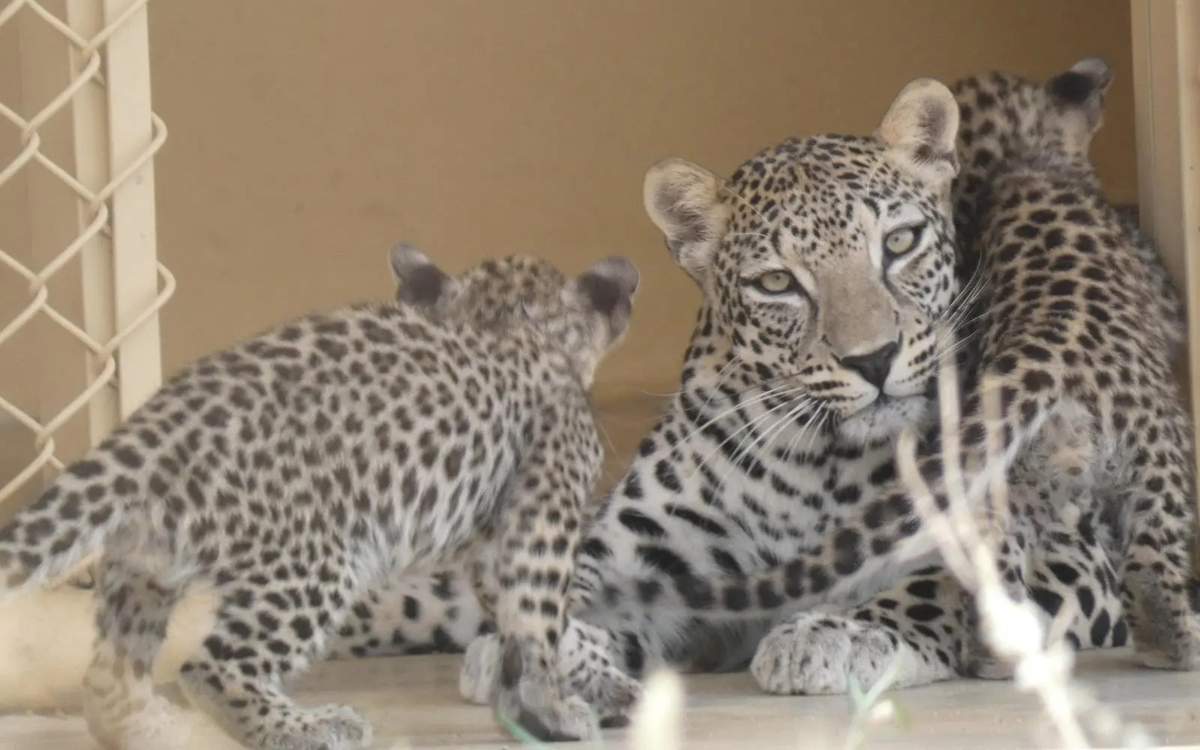 Royal Commission for AlUla’s Arabian Leopard Conservation Program ...