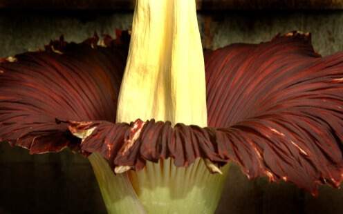 Putricia the flower: The most dramatic blooming in the last 15 years