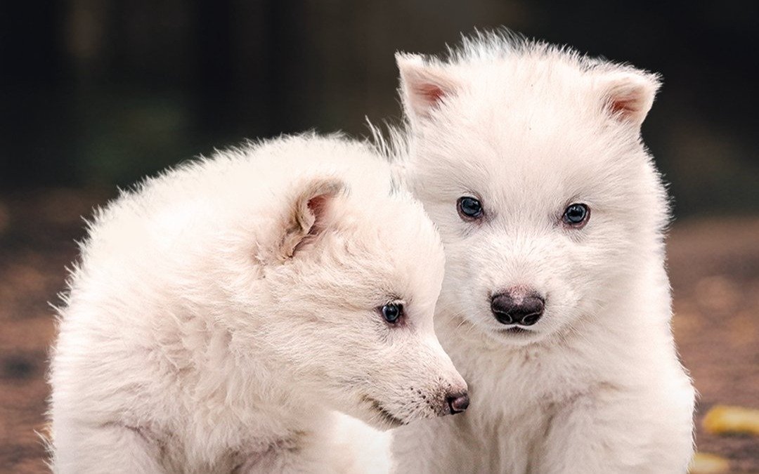 Dire wolves return through gene editing