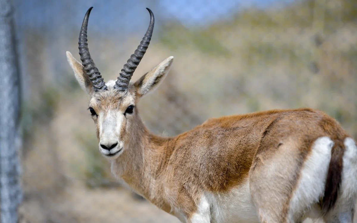 Kyrgyzstan launches project to restore goitered gazelle population