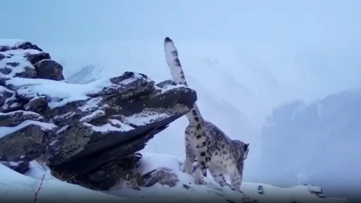 Another snow leopard caught on trap camera