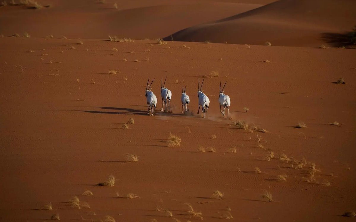 Saudi Arabia’s Uruq Bani Ma’arid joins IUCN Green List of Protected Areas