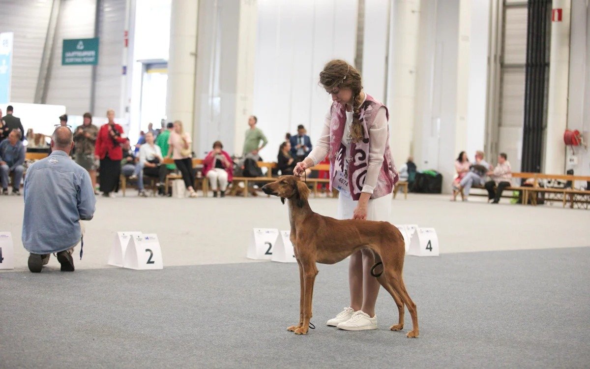 Kazakhstan’s Tazy dog breed debuts at World Dog Show 2025 after ...