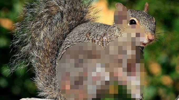 First rabbits, now squirrels: Bizarre wildlife growths explained by experts