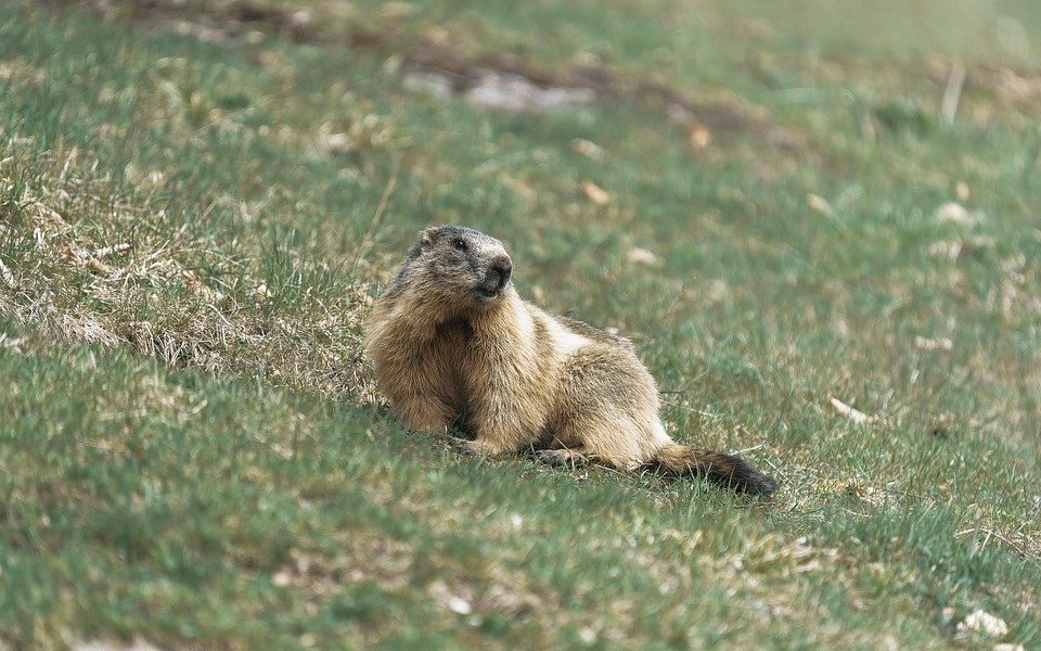 Man dies of bubonic plague in Mongolia after eating marmot