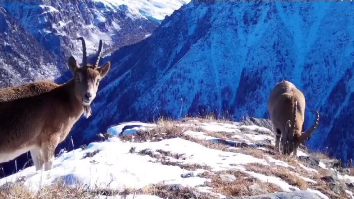 Kazakhstan to add 11 new species to its list of rare animals