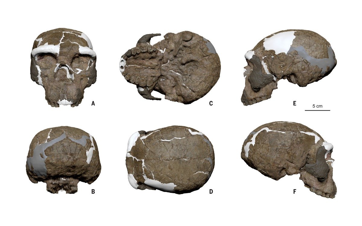 A million-year-old skull changes the story of human evolution
