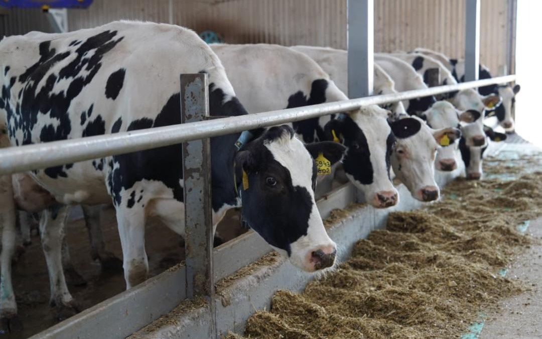 Kazakh Government approves Comprehensive Livestock Development Plan for ...
