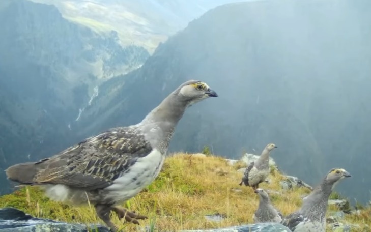 Altai snowcock spotted by camera trap in Katon-Karagay National Park