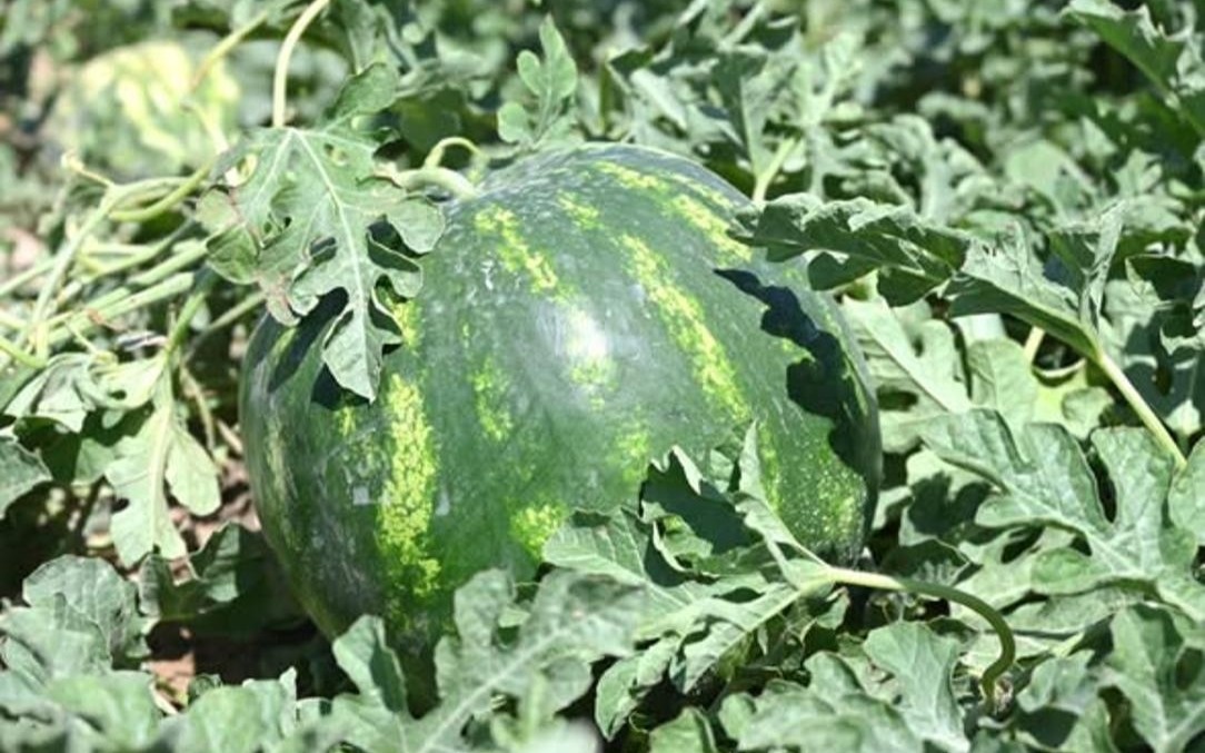 Over 1,000 tons of melons and watermelons harvested in Turkistan region
