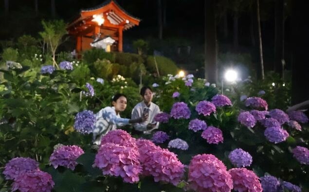 Nighttime illuminations begin at Kyoto’s flower temple